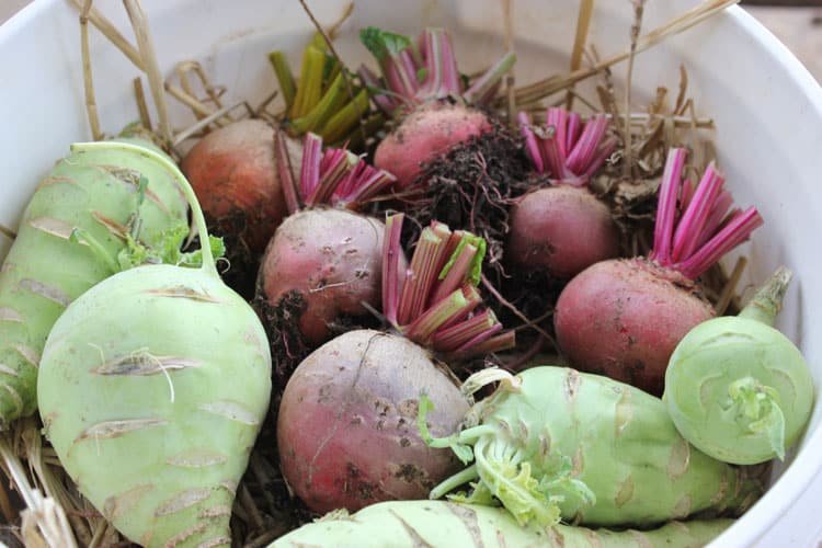 How to Store Vegetables without a Root Cellar - Areyoupop
